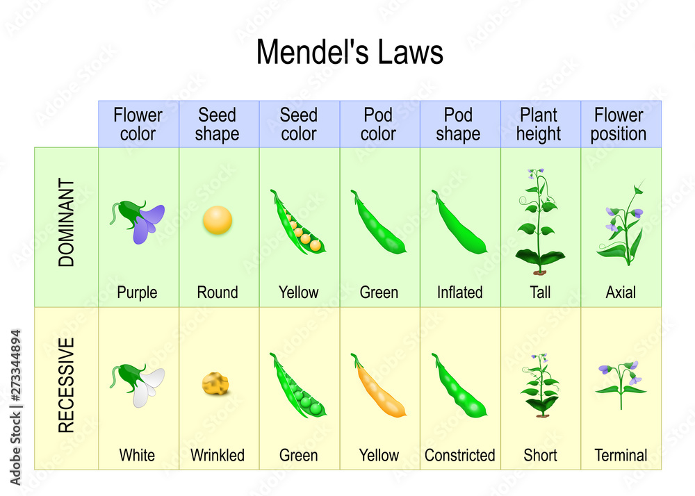 Mendel’s Experiment. biological inheritance Stock Vector | Adobe Stock