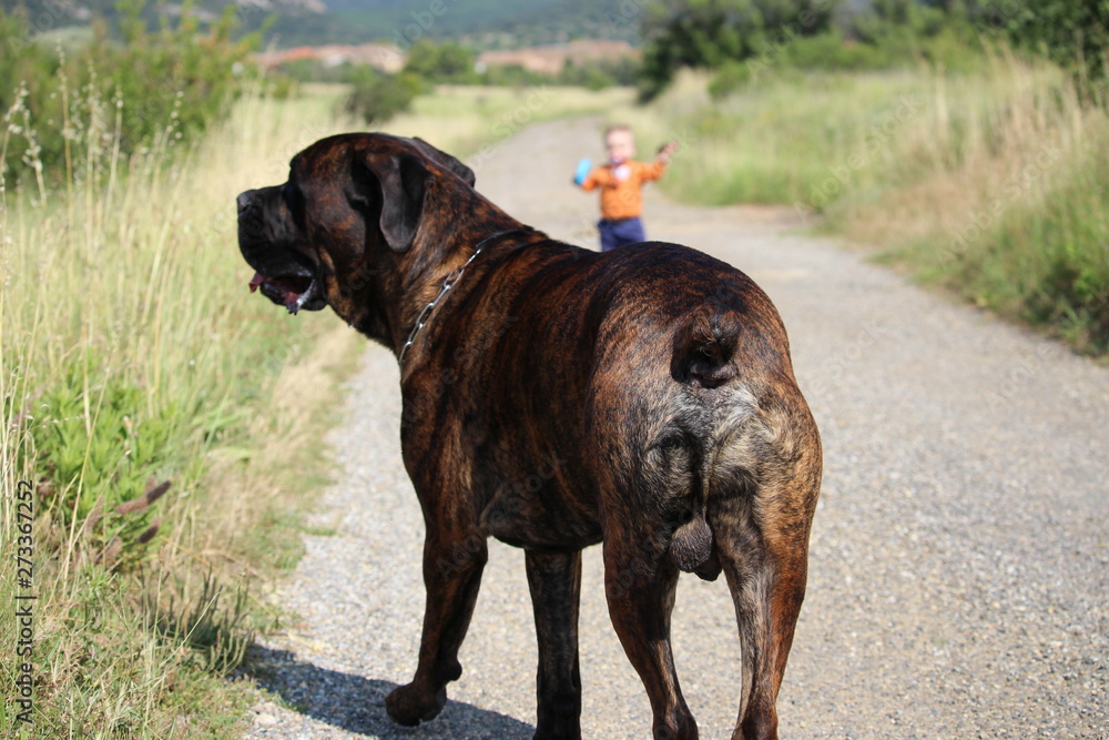 cane corso et bébé dans la nature Stock Photo | Adobe Stock