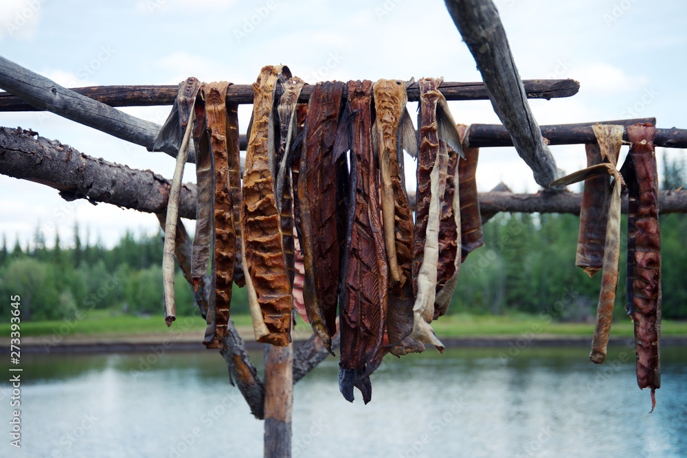 Scored Salmon Fish drying on outdoor drying rack in Alaska, getting ...