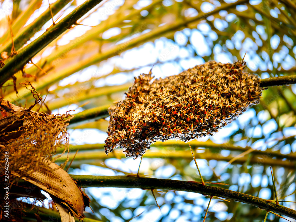 Apis florea, Little Bee, Dwarf Bee helps to build a new nest which is a ...