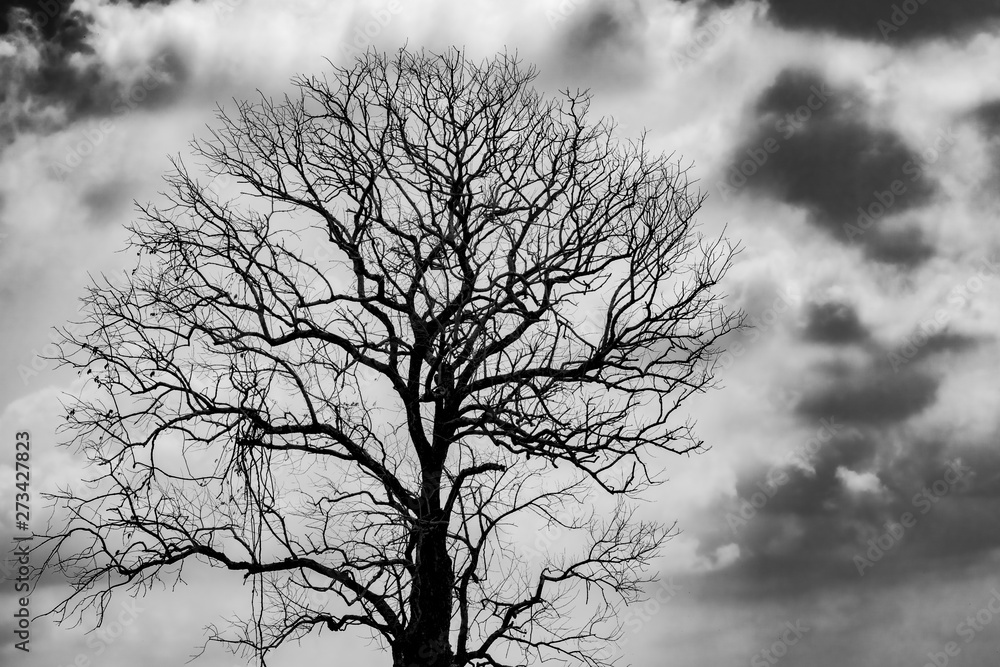 Silhouette dead tree on dark grey sky and white clouds background for ...