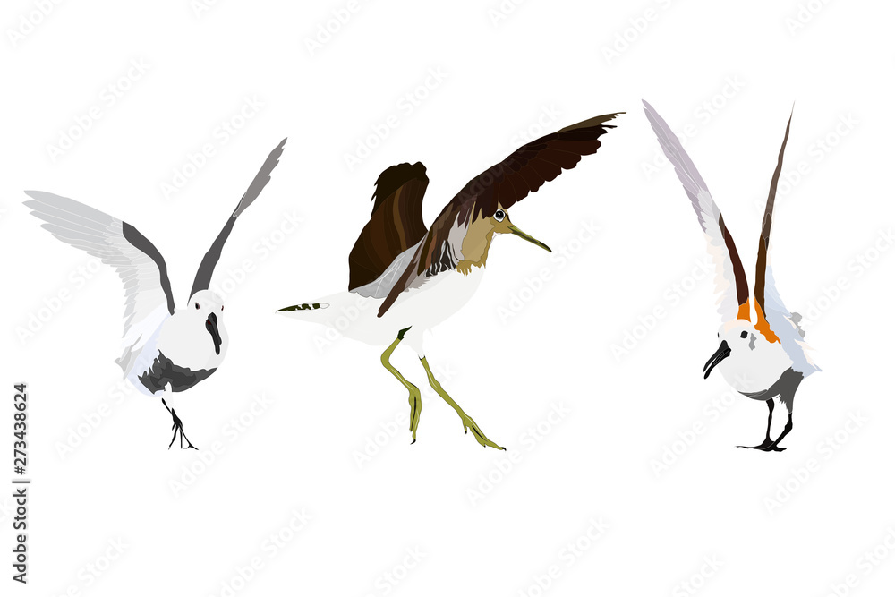 Cute water birds. Vector image. White background. Stock Vector | Adobe ...