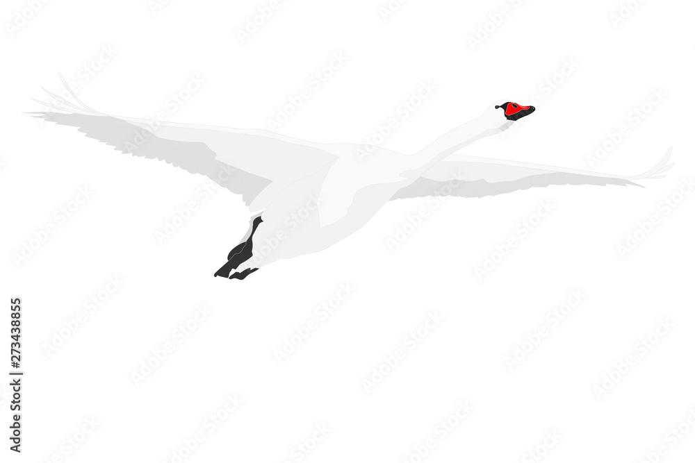 Flying white swan. Vector image. White background. Stock Vector | Adobe ...