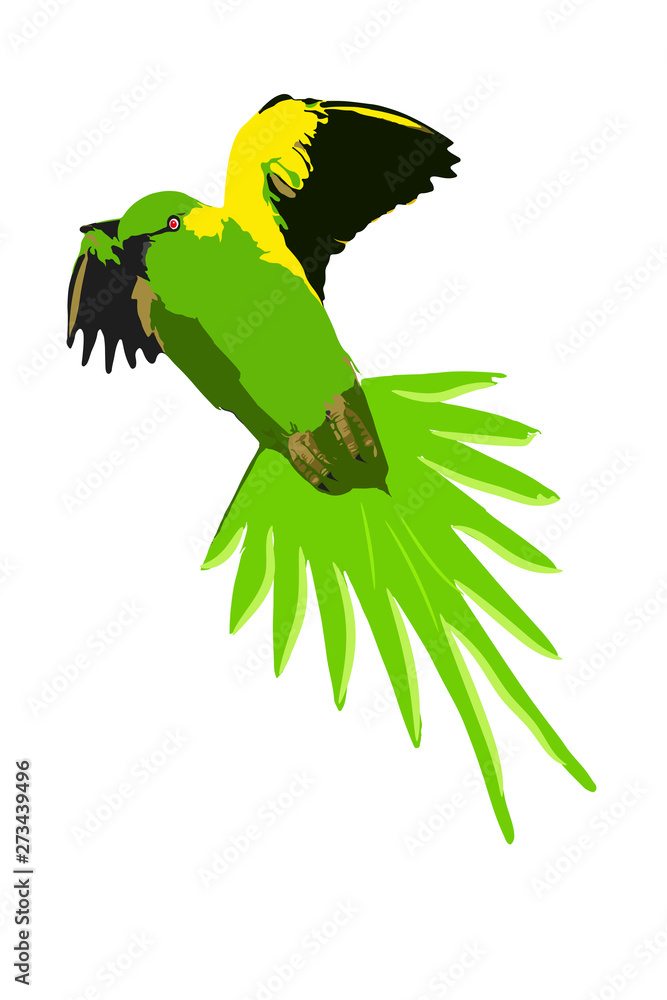Flying parrot. Vector image. White background. Stock Vector | Adobe Stock