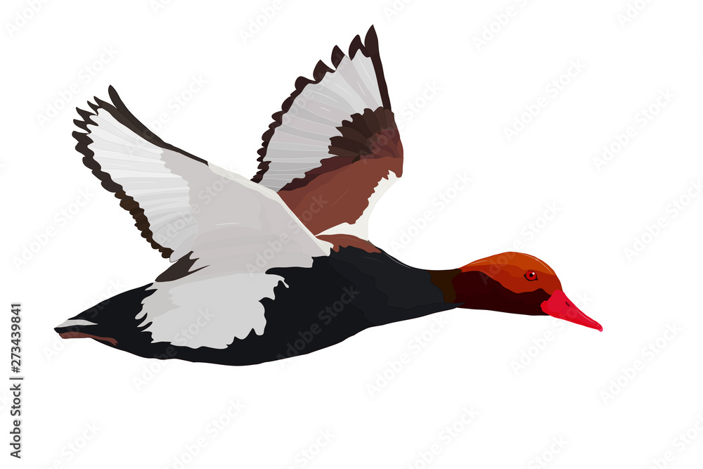Flying duck. Realistic Vector image. White background. Common Duck: Red ...