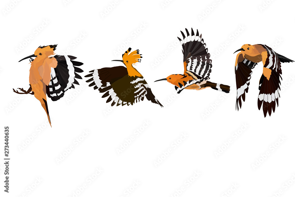 Flying cute bird. Vector image. Bird: Eurasian Hoopoe. Upupa epops ...