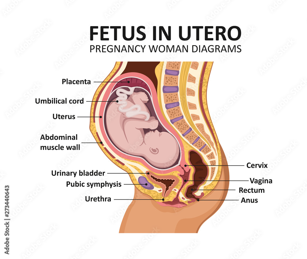 Uterus Diagram During Pregnancy