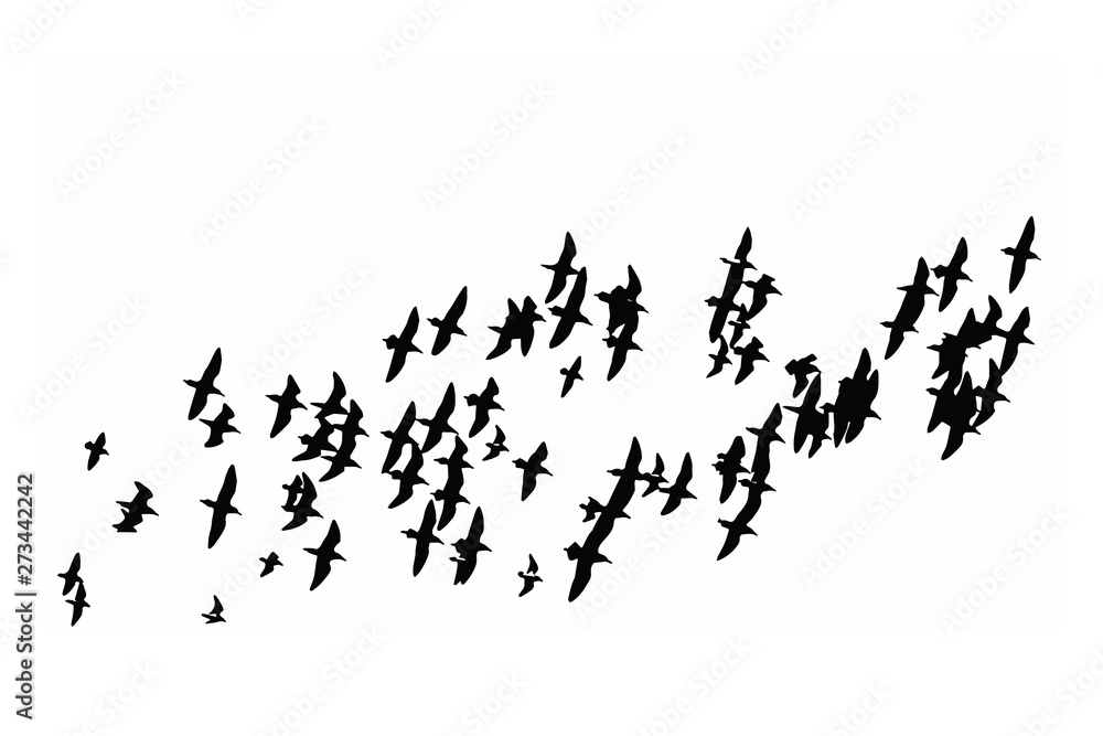 Flying birds. Vector images. White background. Stock Vector | Adobe Stock