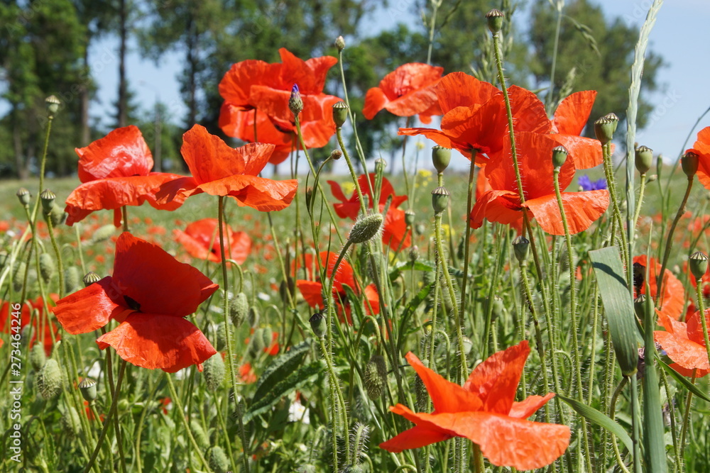 Maki ,maki i makówki Stock Photo | Adobe Stock