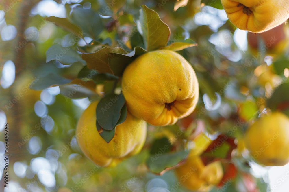 Fresh ripe quince fruits on branch Stock Photo | Adobe Stock