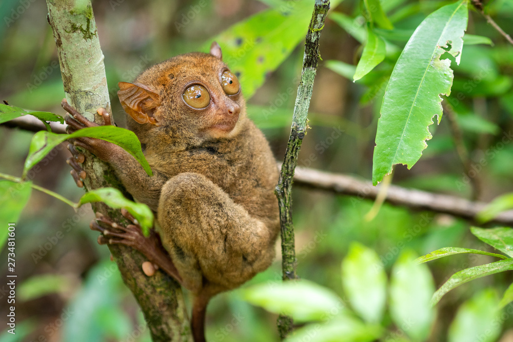 Philippine Tarsier in Its Natural Habitat in Bohol, Philippines Stock ...