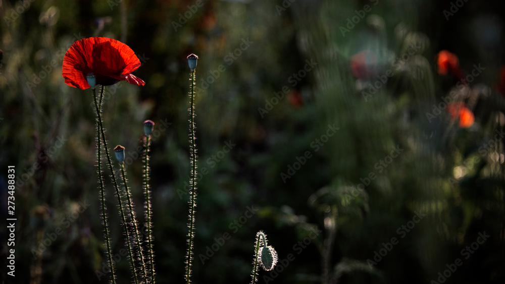 The flower is majestic, tender and vulnerable.Harmony and majesty ...