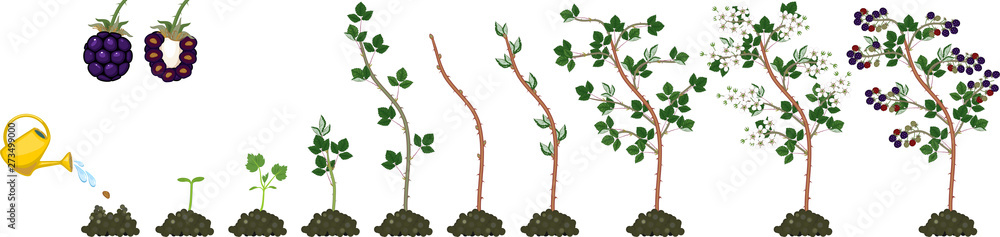 Two year life cycle of blackberry plant isolated on white background ...