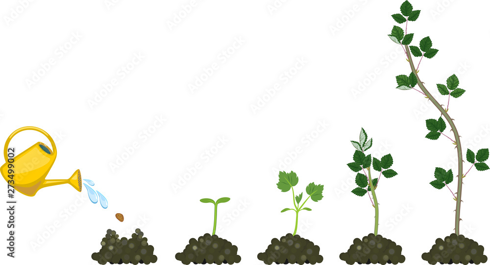 Growth stages of blackberry plant from planting a seed to plant with ...