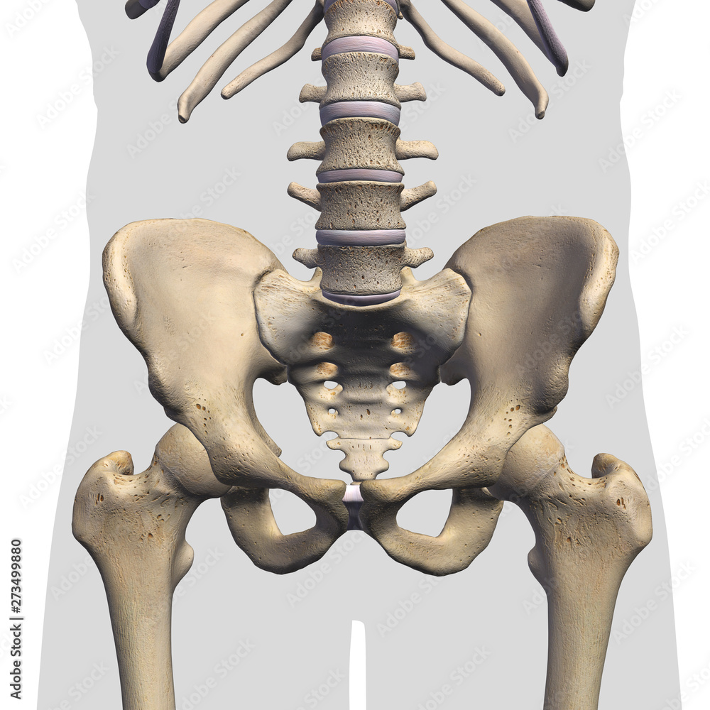 Pelvic and Hip Bones, Anatomy Front View on White Stock Illustration ...