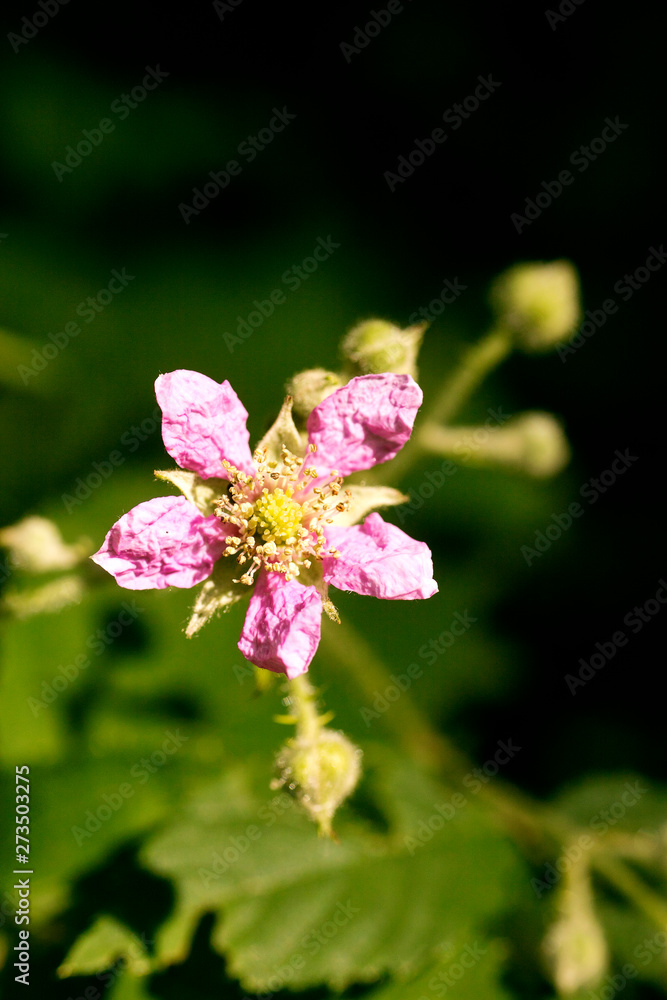 Rubus Occidentalis Flower