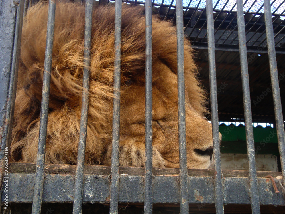 The lion is the king of beasts in captivity in a zoo behind bars. Power ...