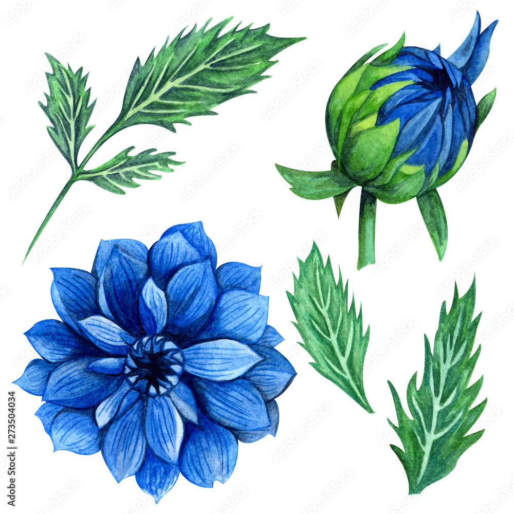Beautiful floral collection with blue dahlia flower and bud, leaves ...