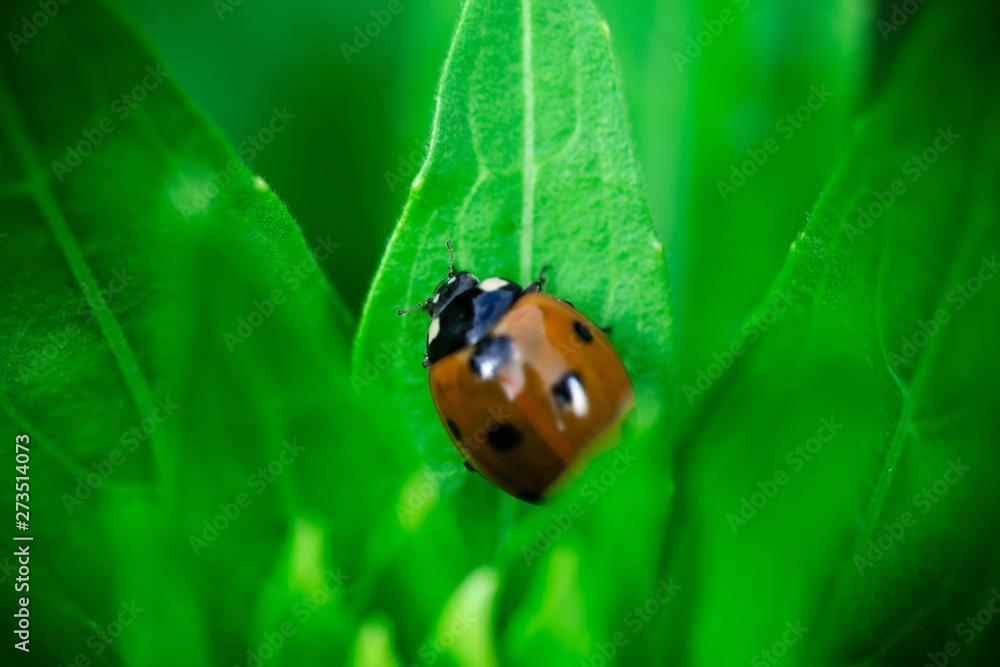 Ladybug eating on a leaf, Coccinellidae, Arthropoda, Coleoptera ...