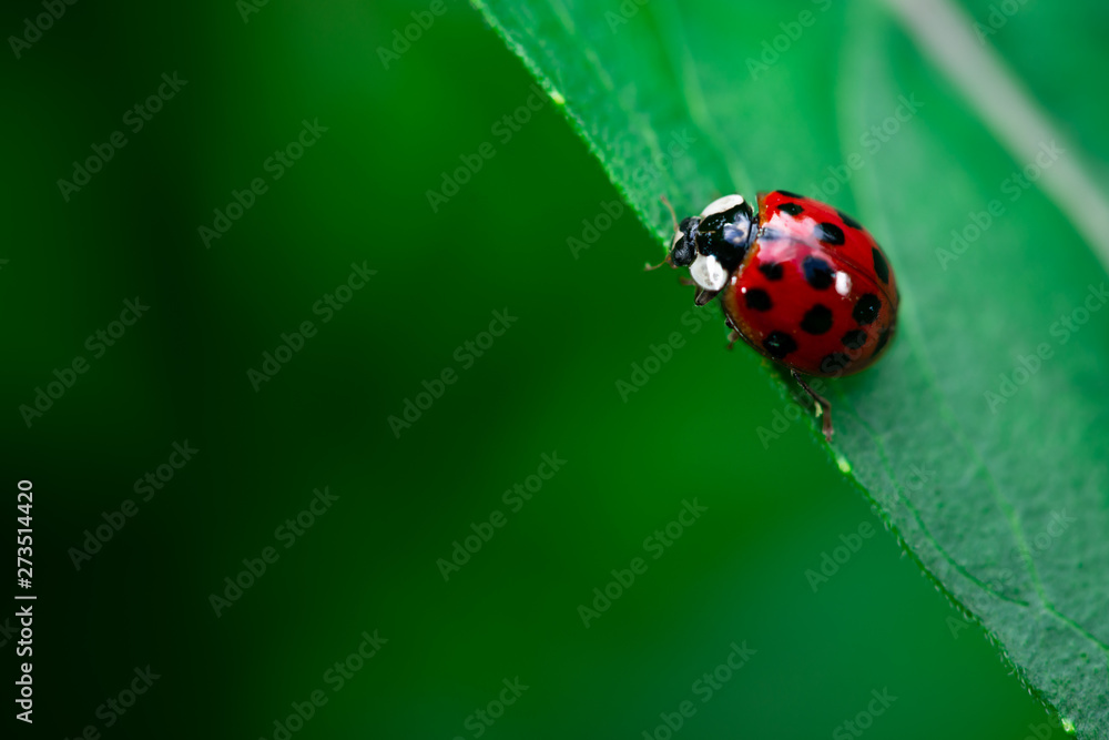 Ladybug eating on a leaf, Coccinellidae, Arthropoda, Coleoptera ...
