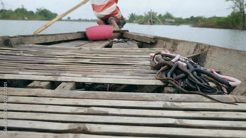 Close-up on captured water snakes in a dugout canoe and fisherman ...