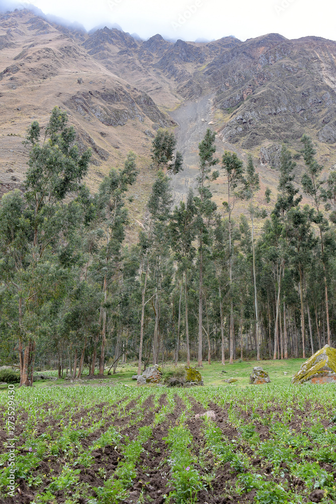 Eucalyptus trees in the Sacred Valley of the Incas, Cusco, Peru Stock ...