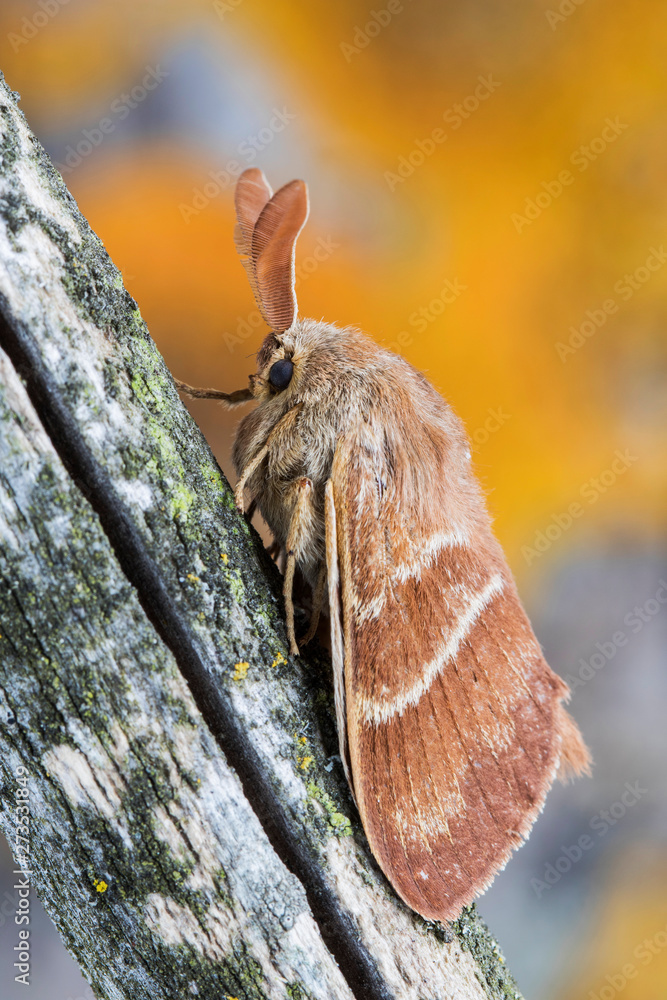 Male fox moth (Macrothylacia rubi). Insect of the family Lasiocampidae ...
