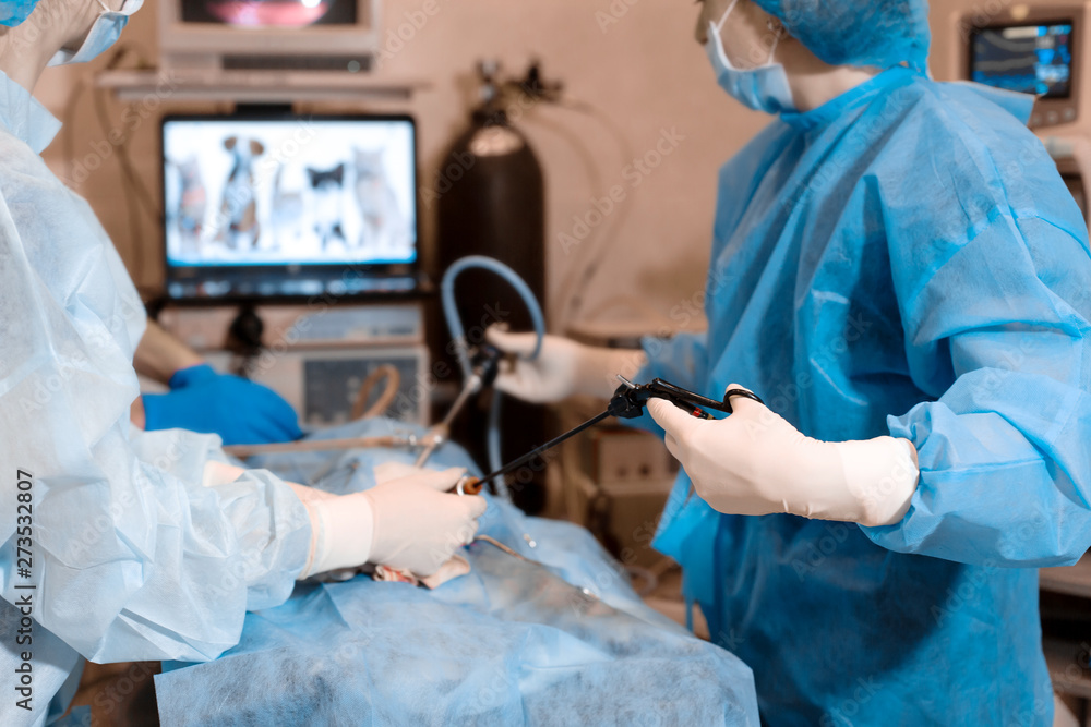 Vet doing the operation for sterilization. The cat on the operating ...