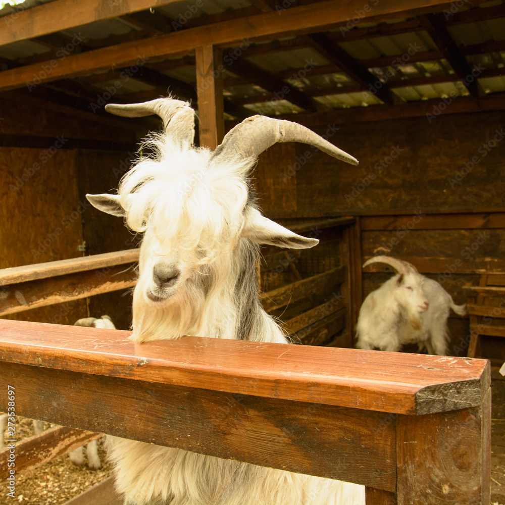 Goat, zoo, agriculture, milk, two goats, domestic animals, farming ...