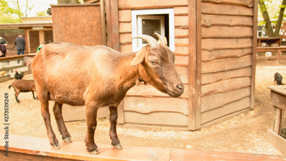 Goat, zoo, agriculture, milk, two goats, domestic animals, farming ...