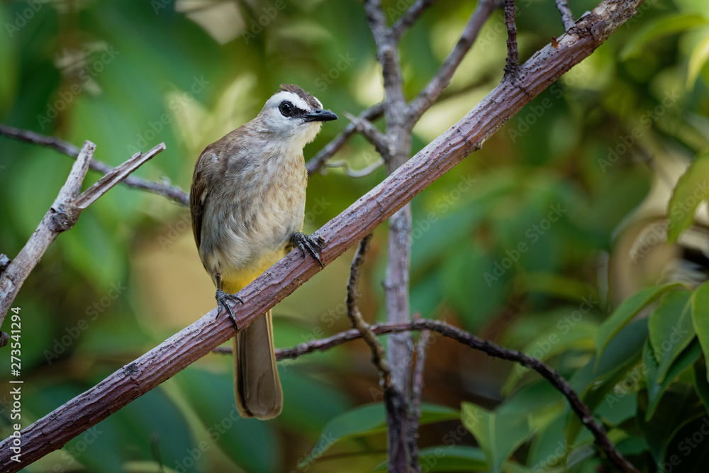 Yellow-vented Bulbul - Pycnonotus goiavier or eastern yellow-vented ...