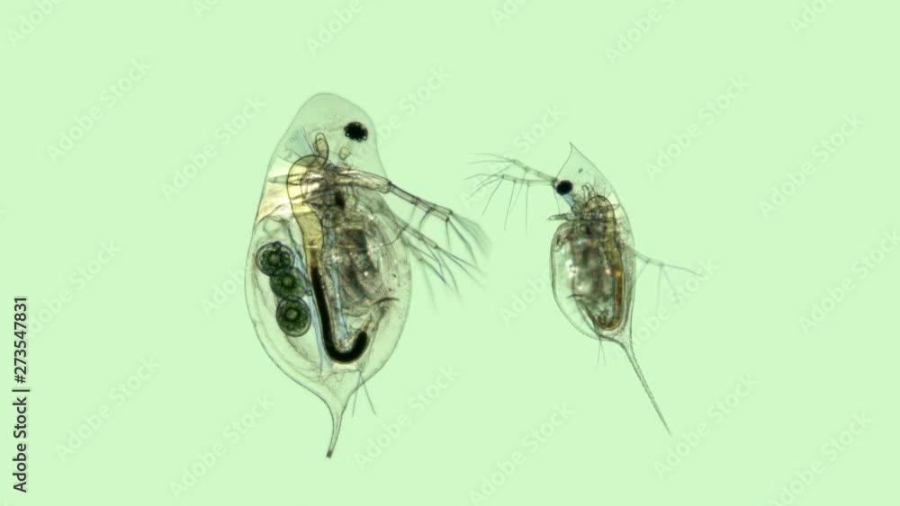 plankton, Daphnia under the microscope, water flea, species Daphnia ...