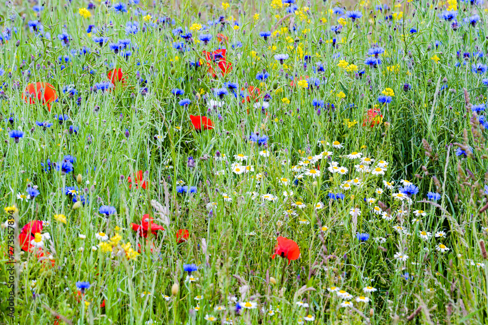 Flower covered meadow with many types of wild flowers growing in an ...
