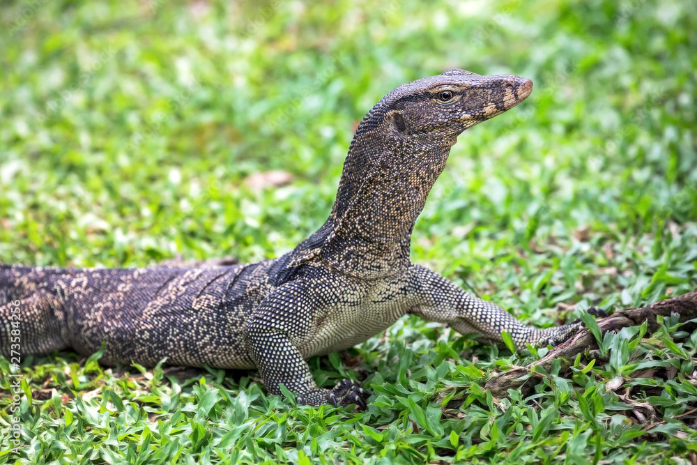 Tree Monitor, Bengal Monitor, (Varanus bengalensis) resting in nature ...