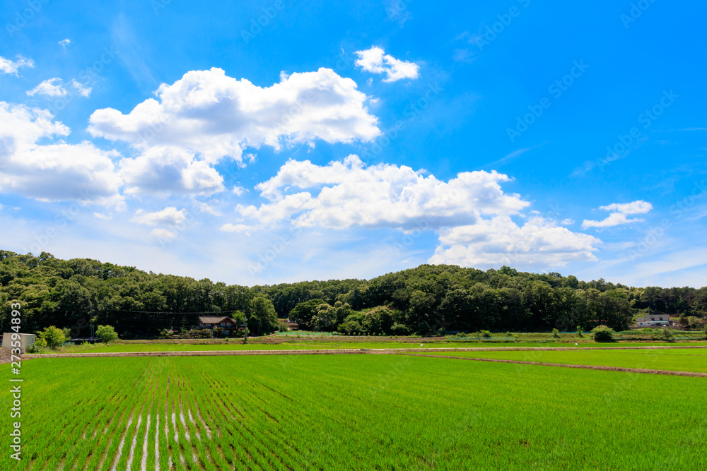 Korean traditional rice farming. Korean rice farming scenery. Rice ...
