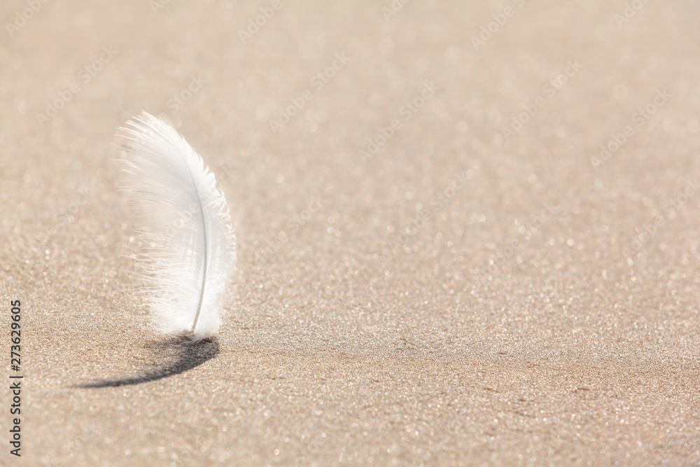 Beach Feather Background / Small white feather stuck upright at beach ...