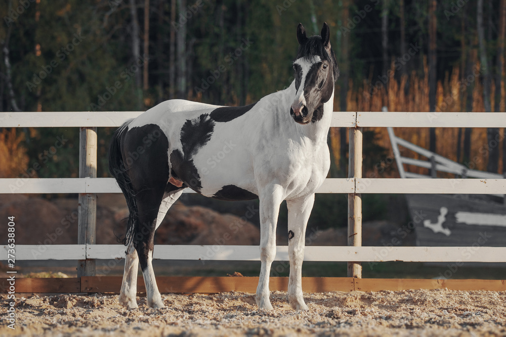 Black Pinto Horse