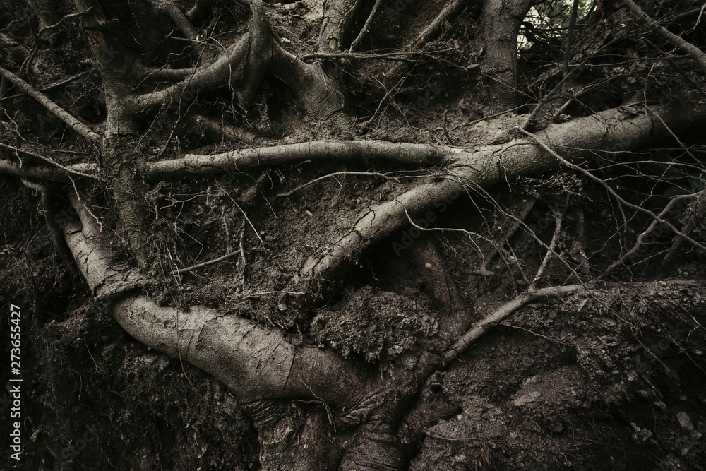 dark scary roots texture background Stock Photo | Adobe Stock