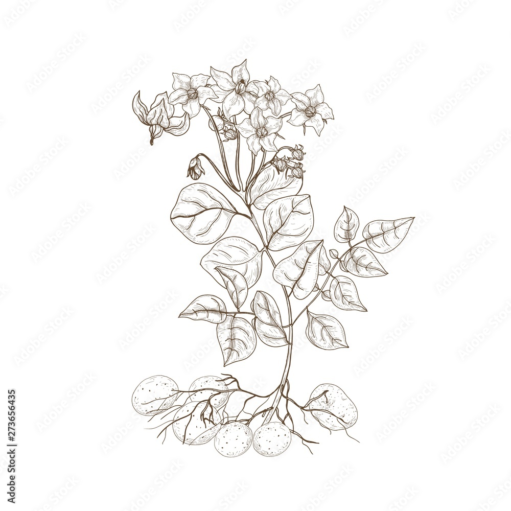 Monochrome outline drawing of potato plant with flowers, roots and ...