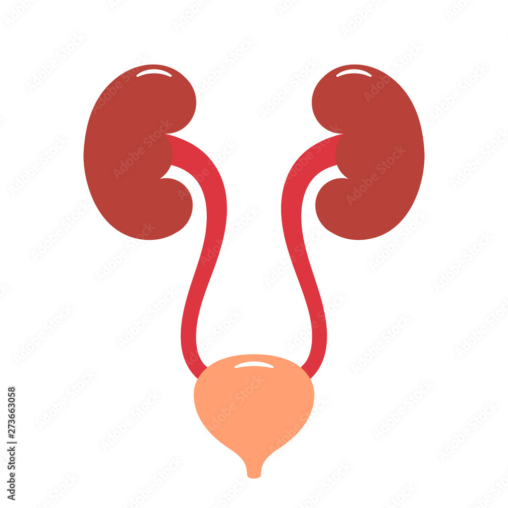 Urinary tract vector illustration Stock Vector | Adobe Stock