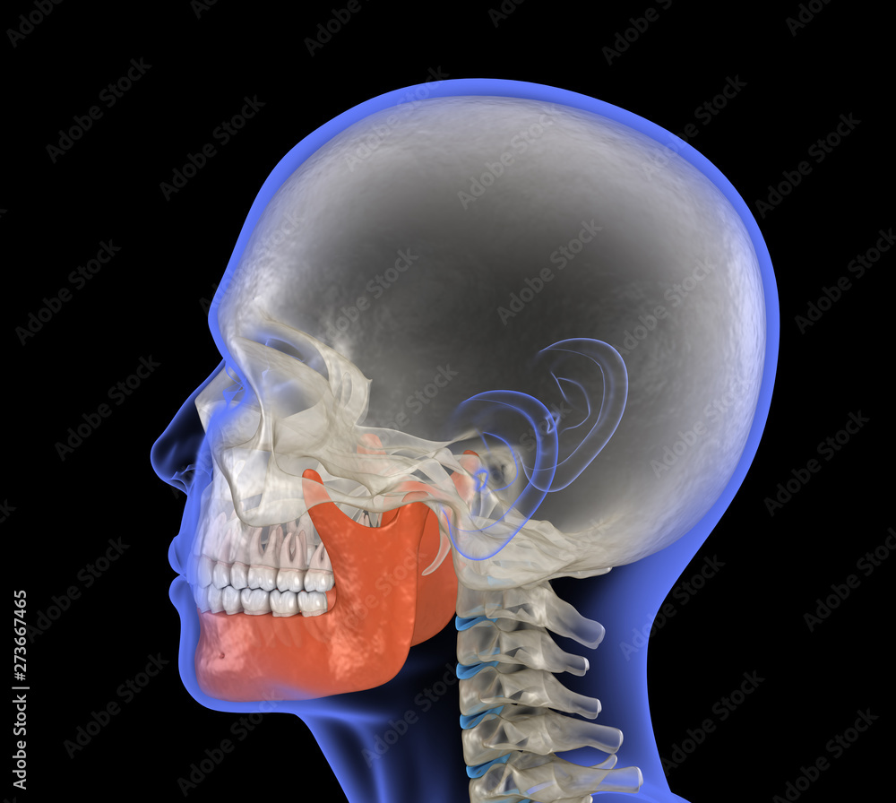 Human head in xray view and marked Jaw. Medically accurate 3D ...