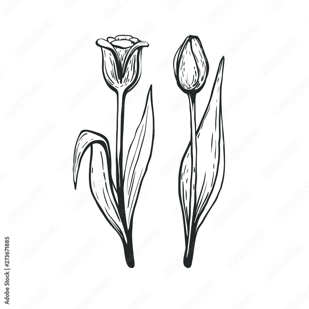 Beautiful hand drawn tulips on white background. Vector floral ...