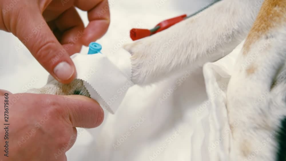 Nurse is preparing a dog for cannula, Dog gets cannula inserted in to ...