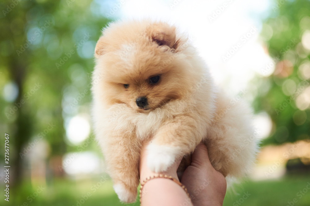 Cream Pomeranian Puppy
