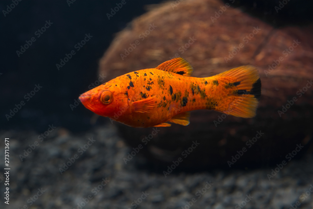 Red Freshwater Aquarium Fish