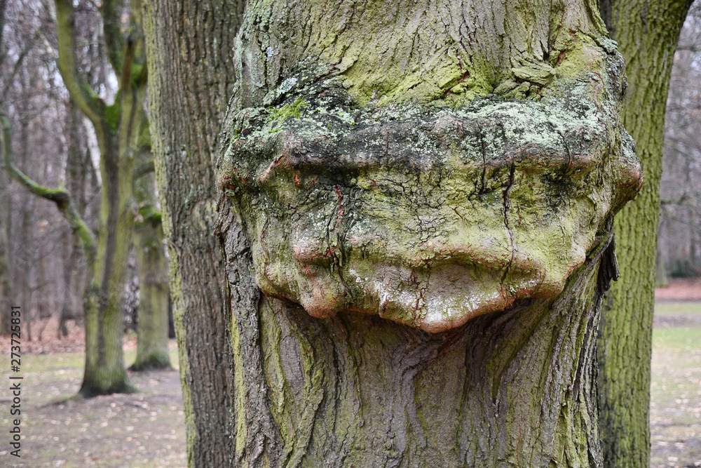 Trunk of a tree. Strange shape outgrowth on wood bark looks like magic ...