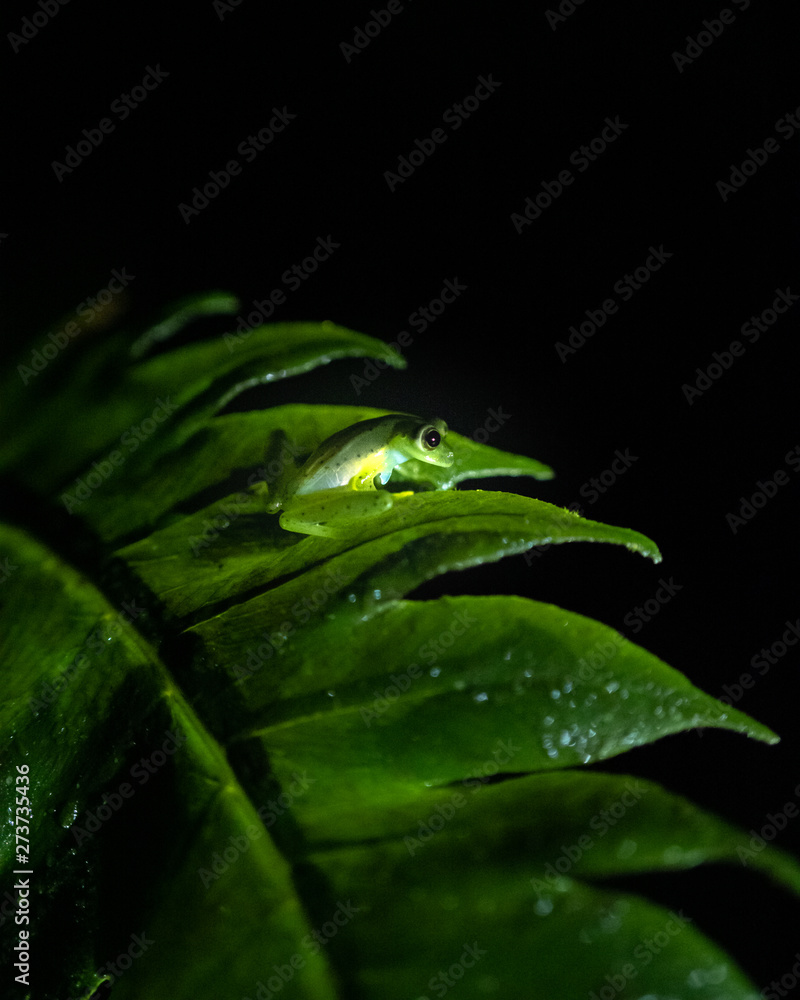 Small Tree Frog Stock Photo | Adobe Stock