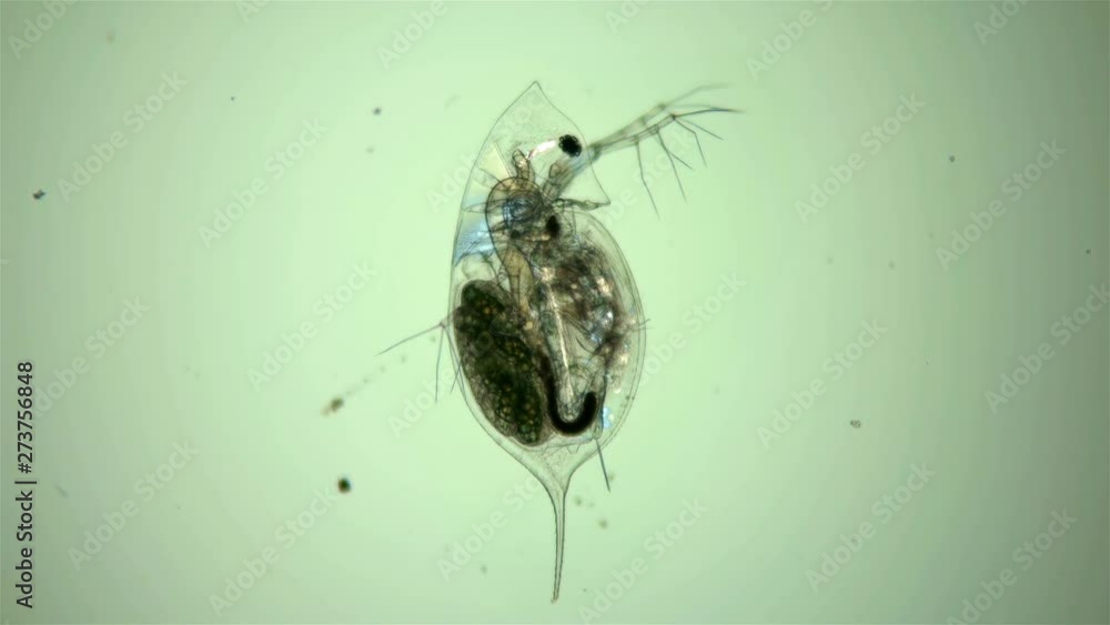 plankton, Daphnia under the microscope, water flea, species Daphnia ...