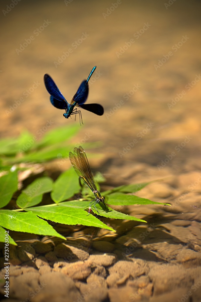 Libellule reproduction accouplement en plein vol - nature biodiversité ...