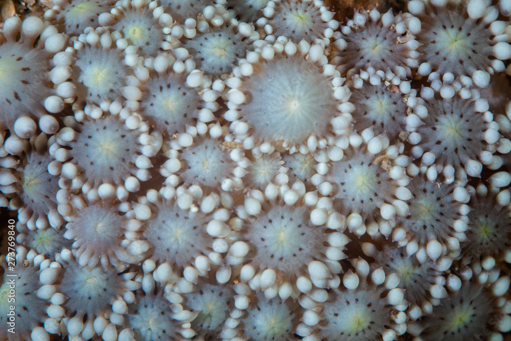 Single Coral Polyp